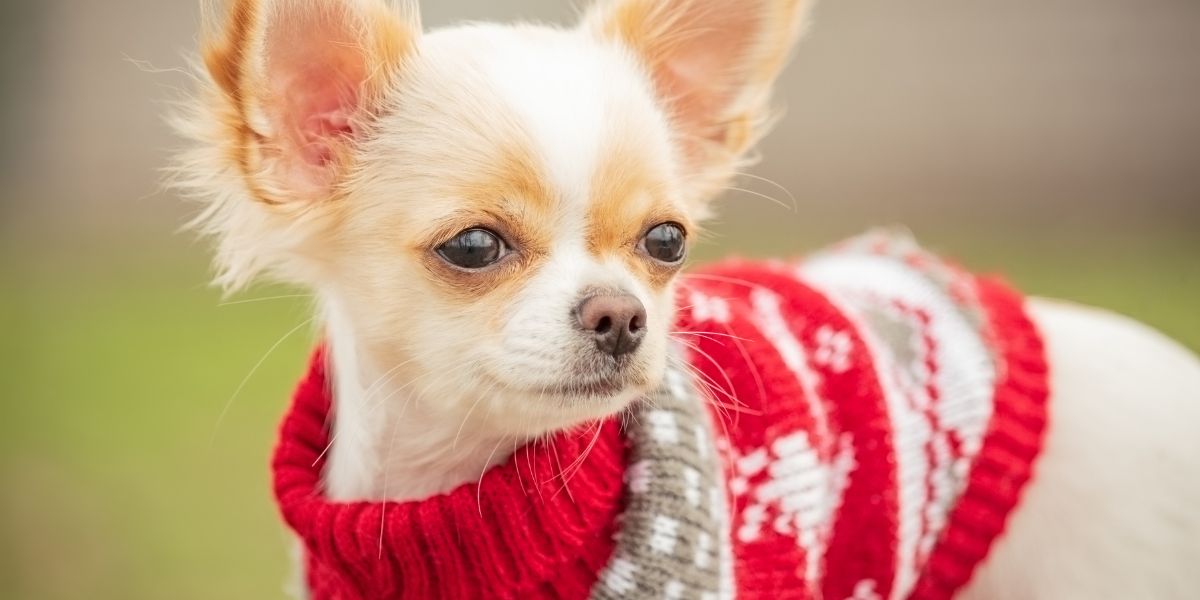 Pourquoi habiller son chien en hiver ? - Blog Mode