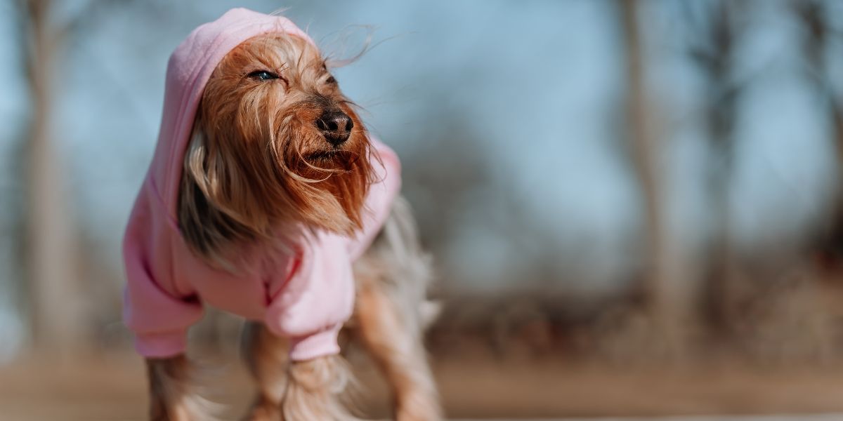 Comment choisir le look idéal pour votre chien ? - Blog Mode